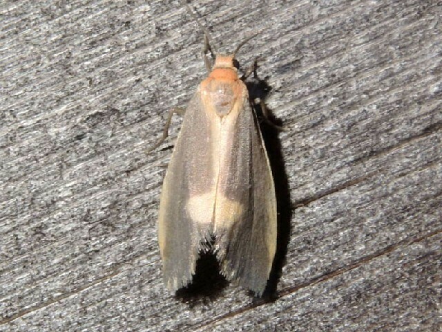 Lead-colored Lichen Moth from Jamaica Bay Wildlife Refuge, Queens, NY ...