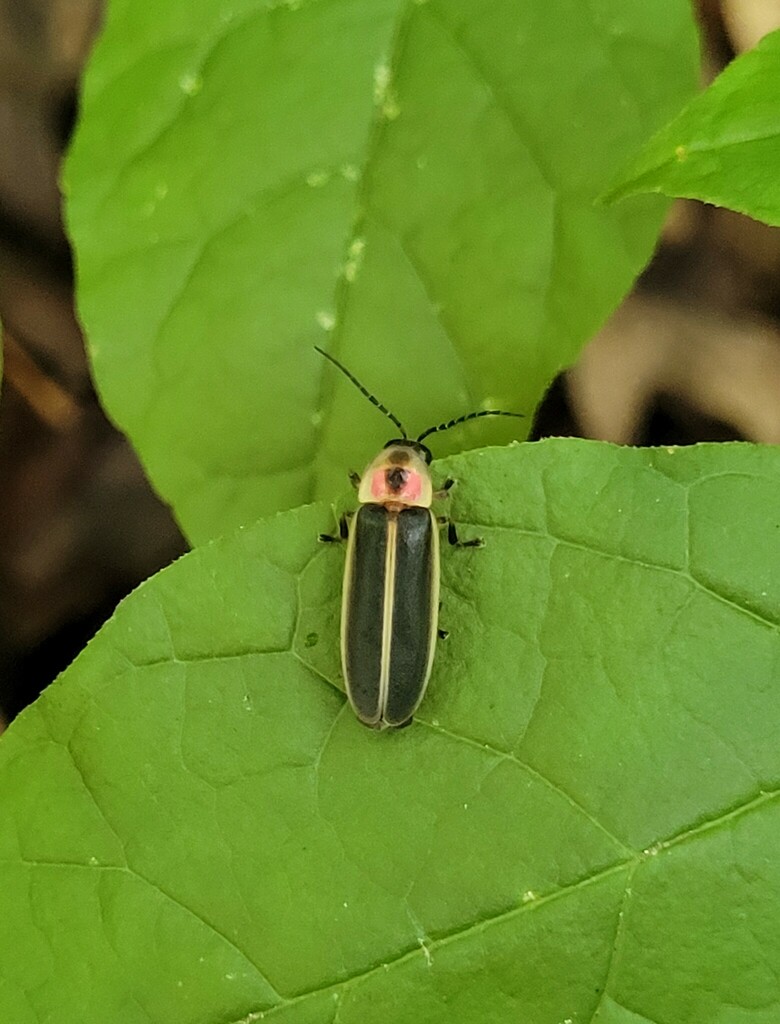 Photinus from Ijamsville, MD 21754, USA on July 10, 2022 at 12:55 PM by ...