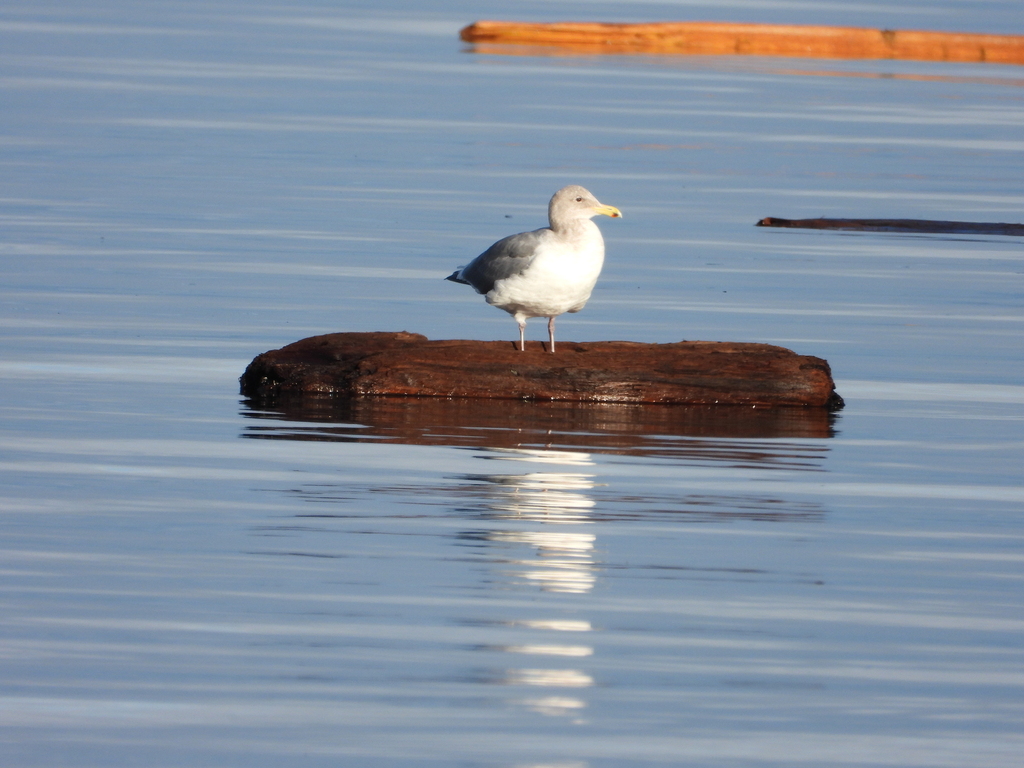 Glaucous-winged Gull from Strathcona, BC, Canada on December 28, 2022 ...