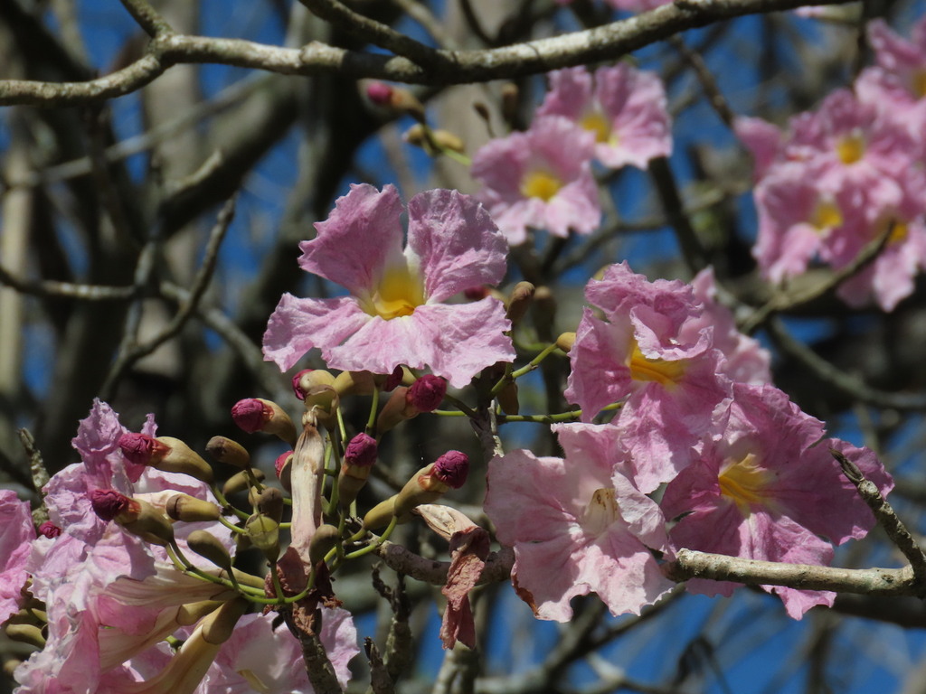 Pink poui from Pijijiapan, MX-CH, MX on November 25, 2022 at 12:15 PM ...