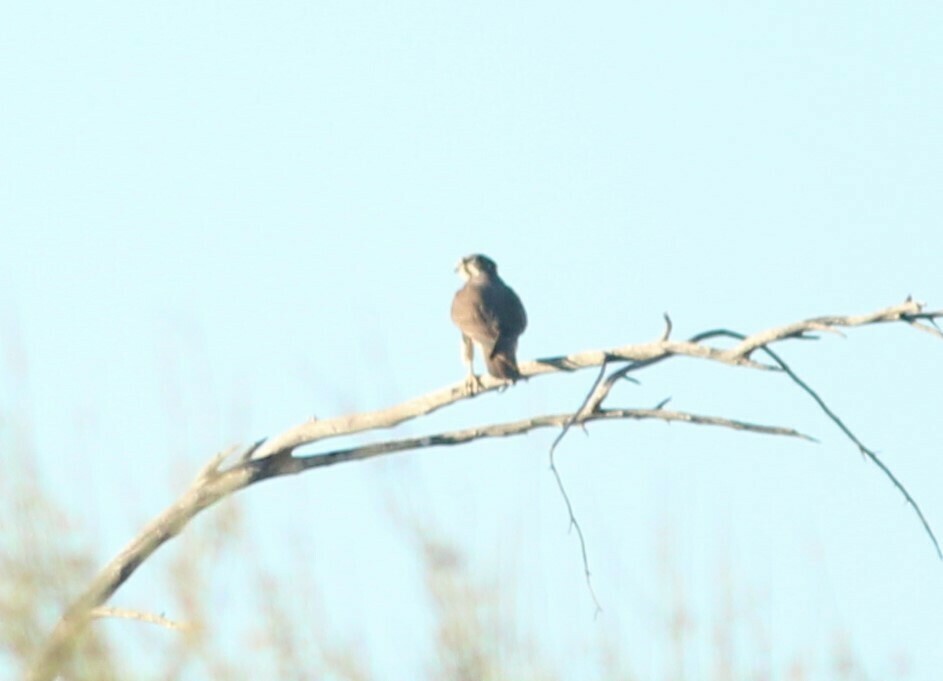 Halcón mexicano desde 83930 Trincheras, Son., México el 23 de noviembre ...