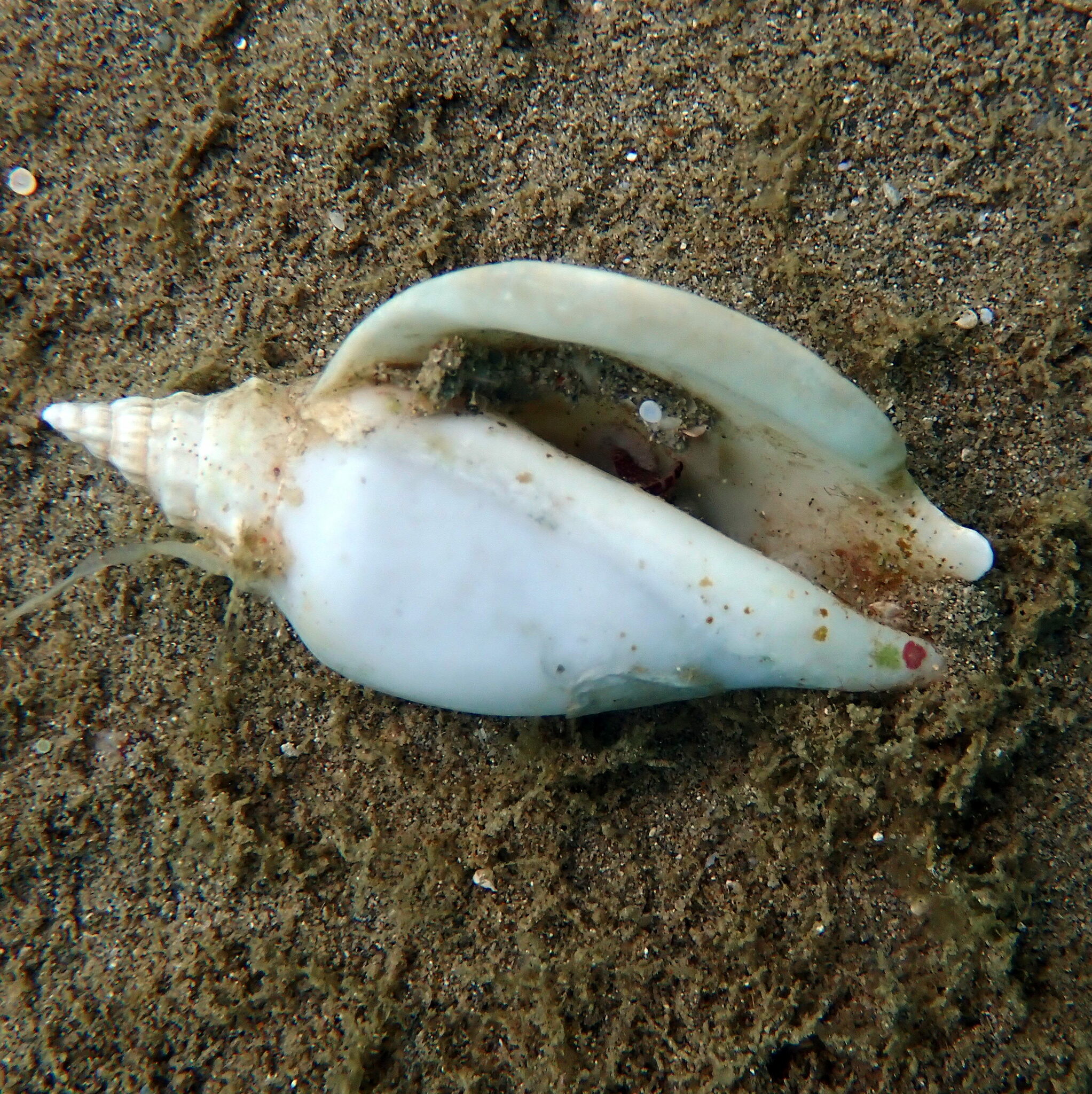 Labiostrombus epidromis (Linnaeus, 1758)