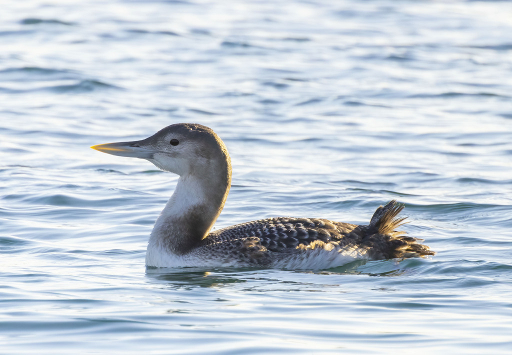 Yellow-billed Loon (Birds of Colorado) · iNaturalist