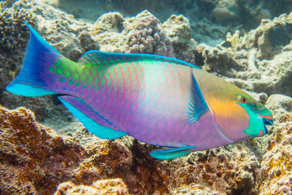 Rusty Parrotfish (Edible Saltwater Fish ( Reef )) · iNaturalist