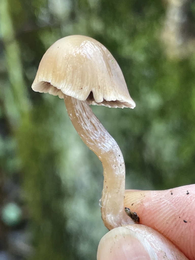 rootlet brittlestem from Bridle Trails State Park, Kirkland, WA, US on ...