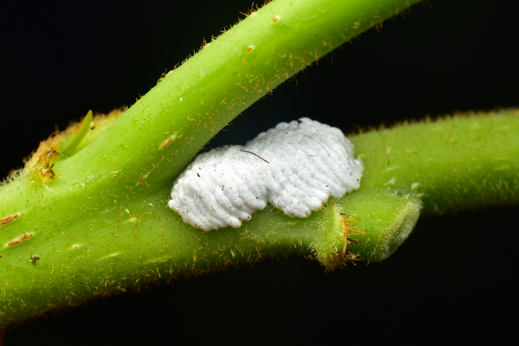 Scale Insects from Purires, San Pablo, Turrubares, San José, Costa Rica ...