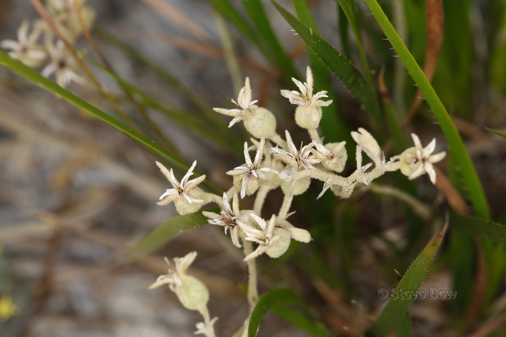 (Conostylis neocymosa) - Botanical Realm