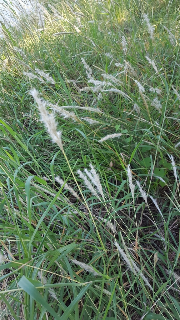 Silver bluestem (Plants of Dallas/Fort Worth) · iNaturalist