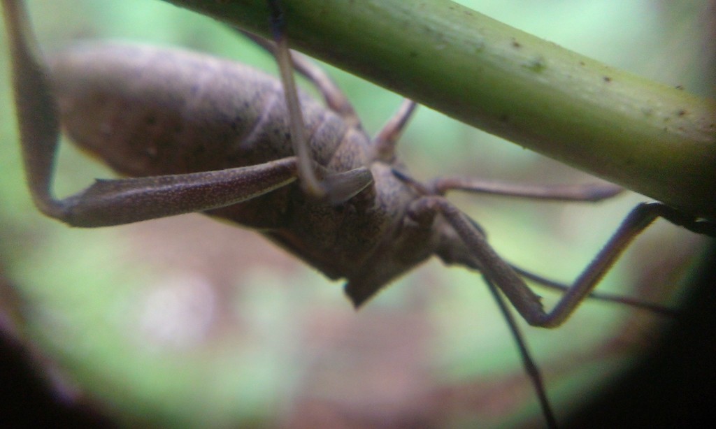 Crusader Bug in June 2015 by Benjamin K Maples. Leaf-footed bug, late ...