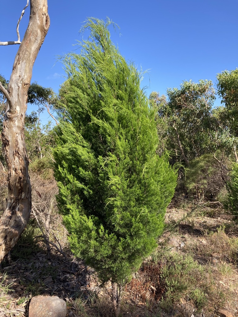 Slender Cypress-pine from Anstey Hill Recreation Park, Vista, SA, AU on ...