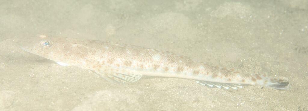 Longspine Flathead from Sydney NSW, Australia on December 28, 2022 at ...