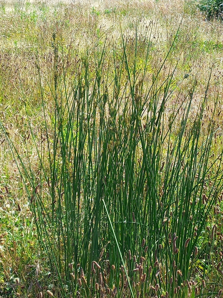 Broom Rush from Spreydon, Christchurch, New Zealand on December 29, 2022 at 04:57 PM by Colin ...