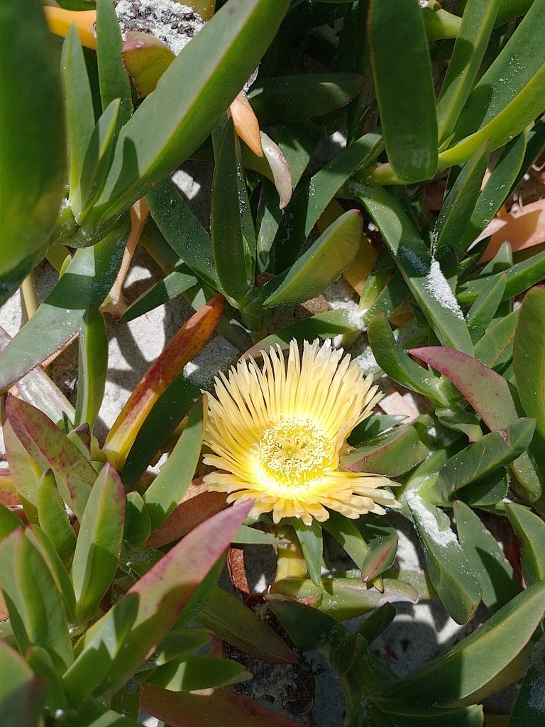 sea fig from Aramoana, New Zealand on December 28, 2022 at 11:47 AM by ...