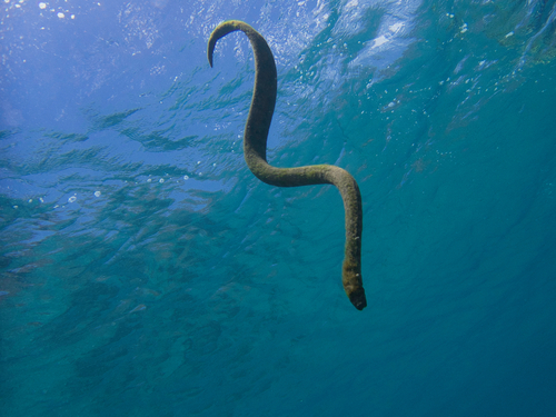 Aquatic File Snakes (Acrochordidae) - Snakes and Lizards