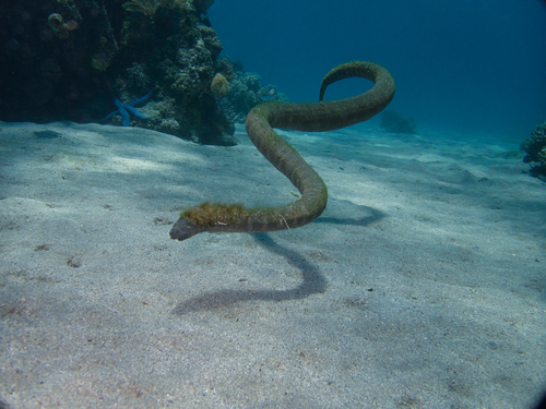 Aquatic File Snakes (Acrochordidae) - Snakes and Lizards