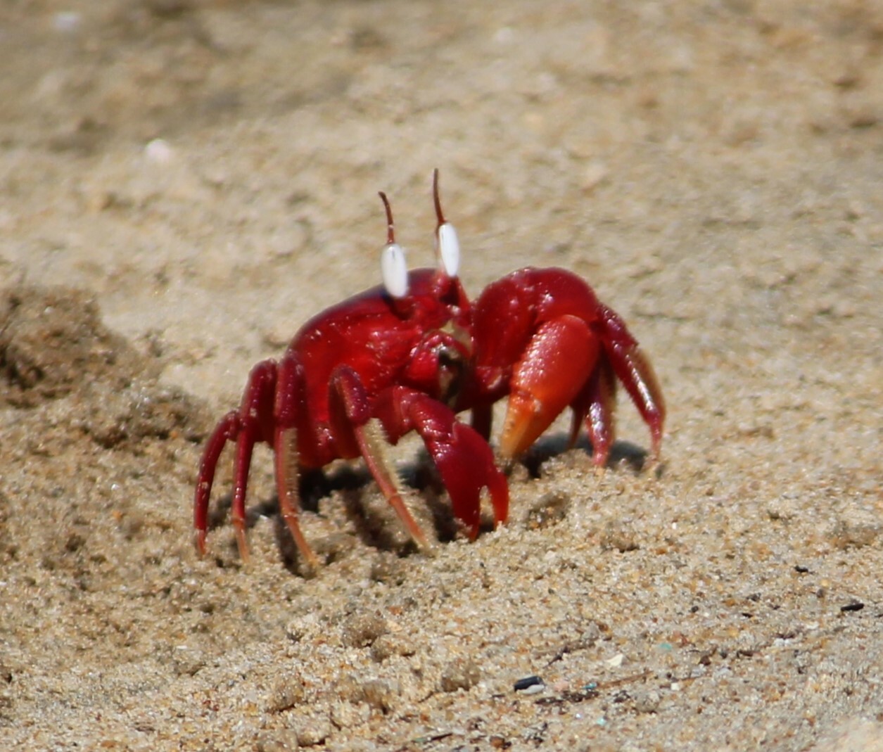 Ocypode macrocera H.Milne Edwards, 1837