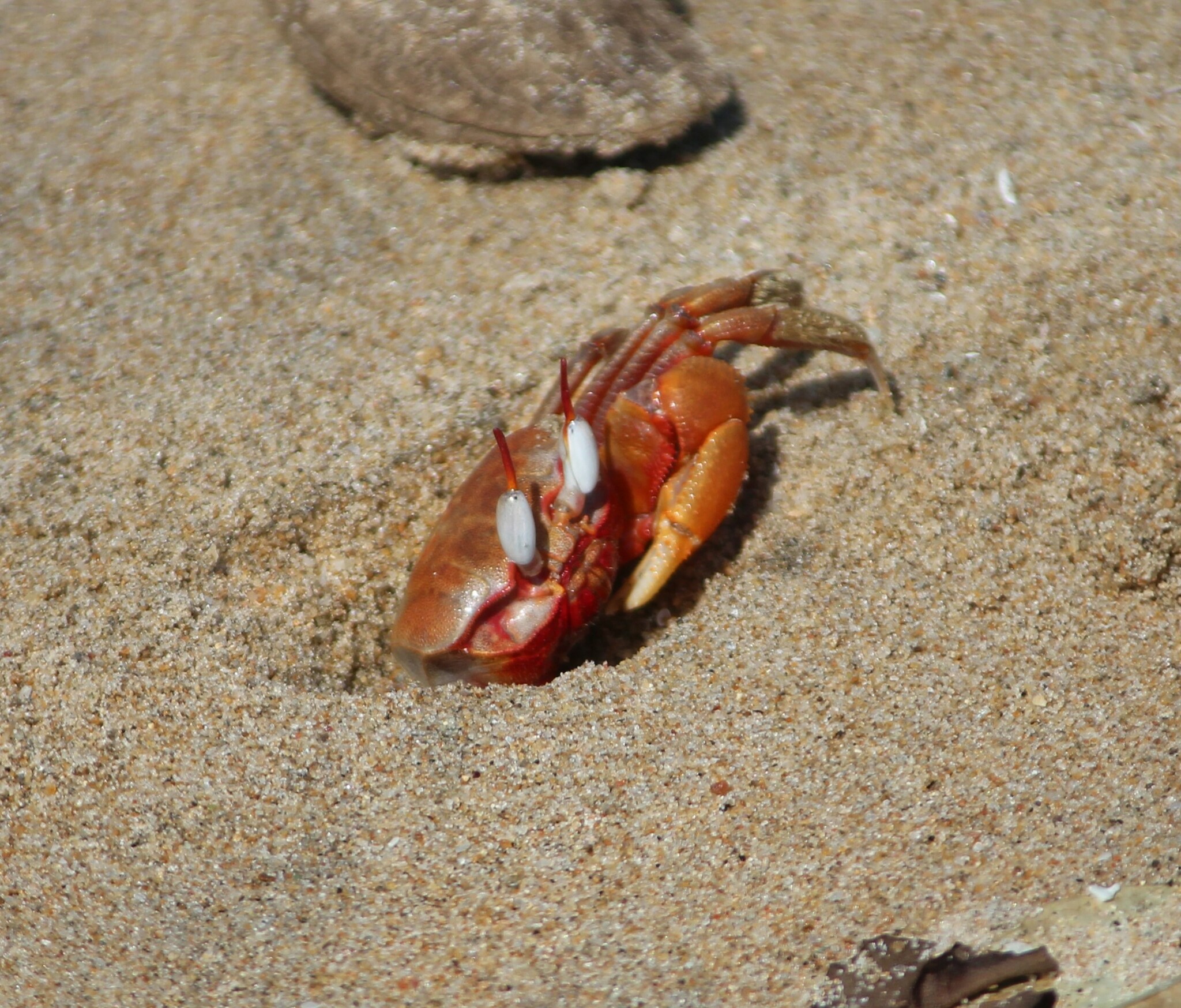 Ocypode macrocera H.Milne Edwards, 1837