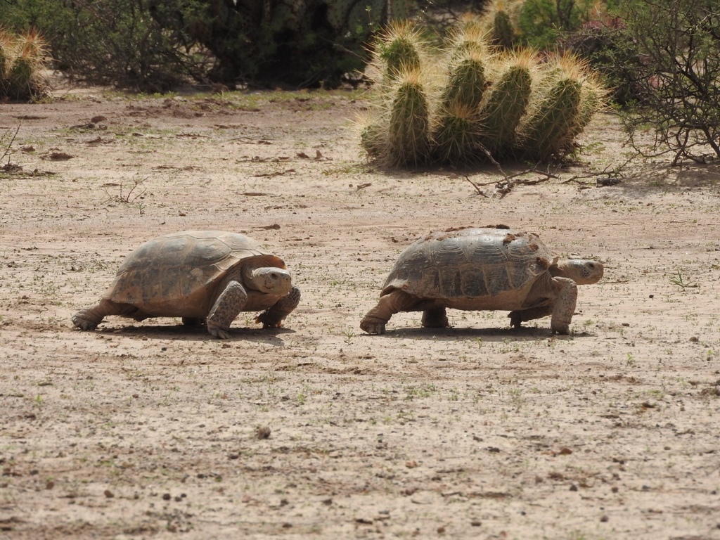 Bolson Tortoise in September 2018 by Daniela Guzmán · iNaturalist