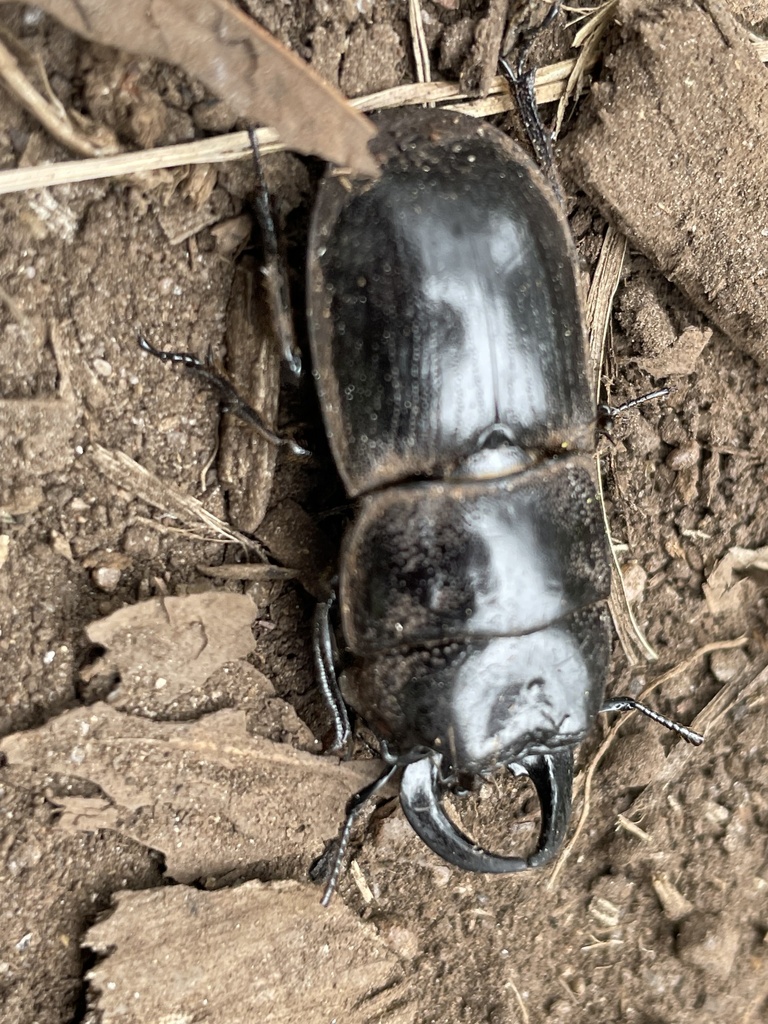 Lissapterus howittanus from Marysville, VIC, AU on December 29, 2022 at ...
