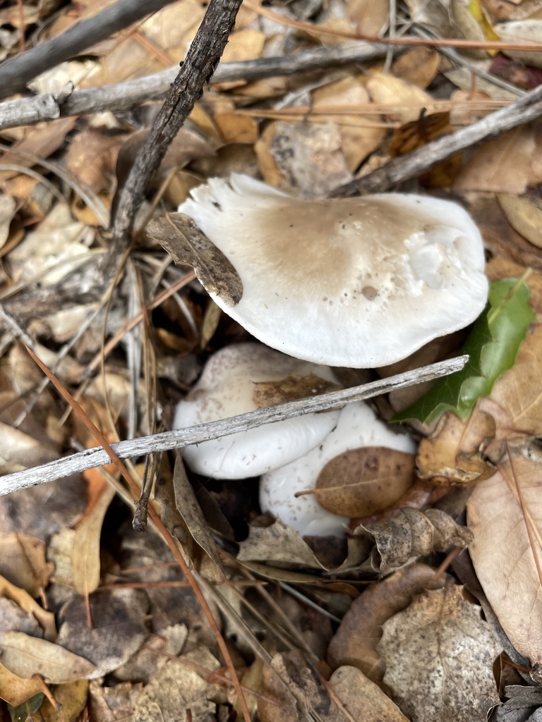 Hygrophorus occidentalis from Shasta-Trinity National Forest, Redding ...