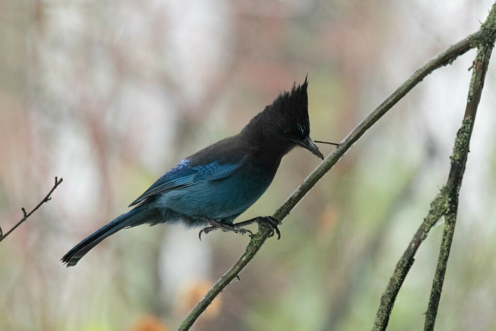 Steller's Jay from Greater Vancouver, British Columbia, Canada on ...