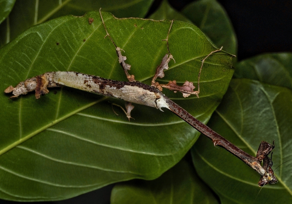 Paratoxodera from 62 Khlong Sok, Phanom District, Chang Wat Surat Thani ...