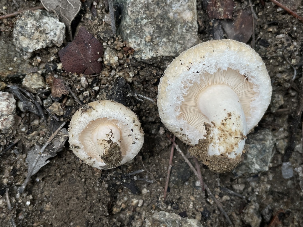 Downy milk cap in August 2022 by Jonathan Frank · iNaturalist
