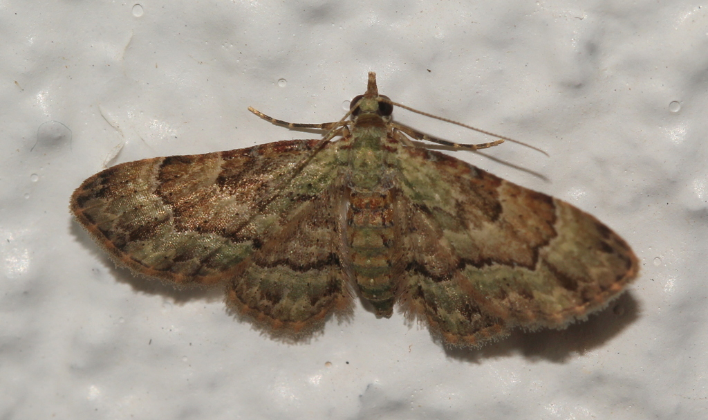 Pug Moths & Allies from Cairns QLD, Australia on December 01, 2022 at ...