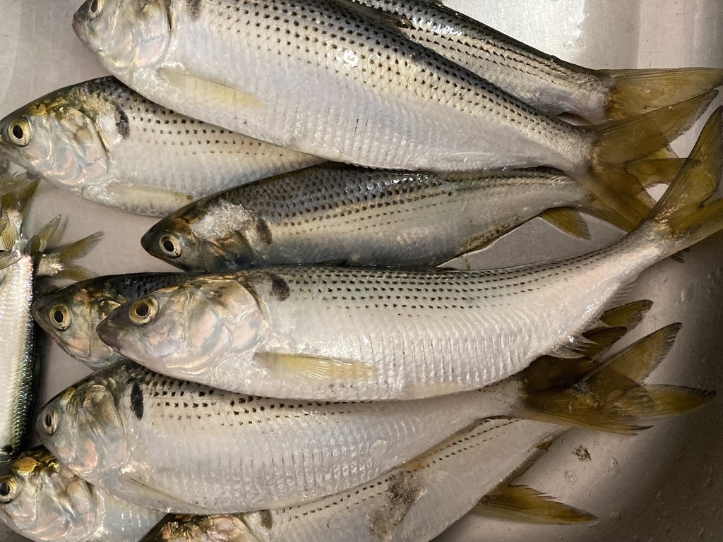 Dotted Gizzard Shad from Wakasu, Koto City, Tokyo 136-0083, Japan on ...