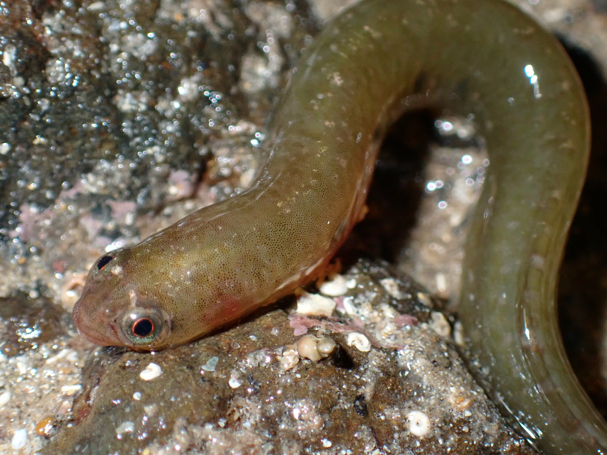 Alabes dorsalis (Richardson, 1845)