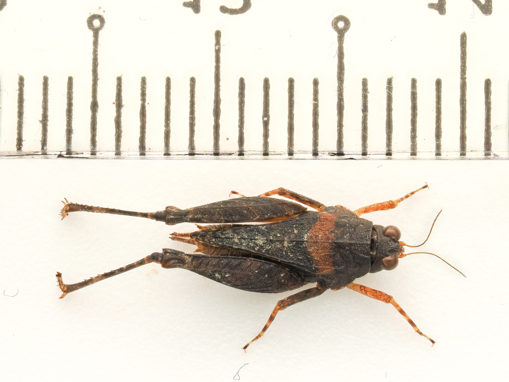 Coptotettix in December 2022 by Ivan Neo. 068 · iNaturalist