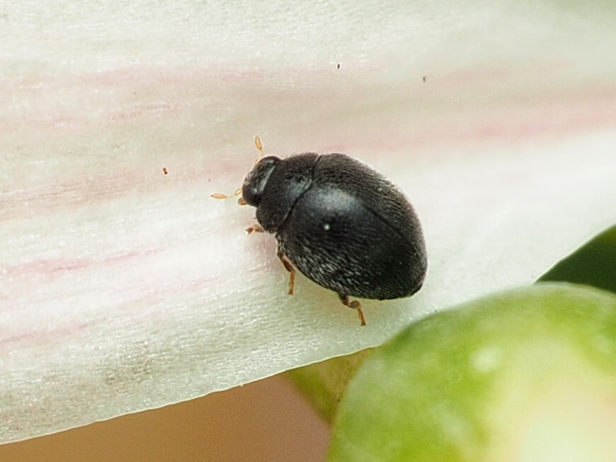 Stethorus pusillus (Herbst, 1797)