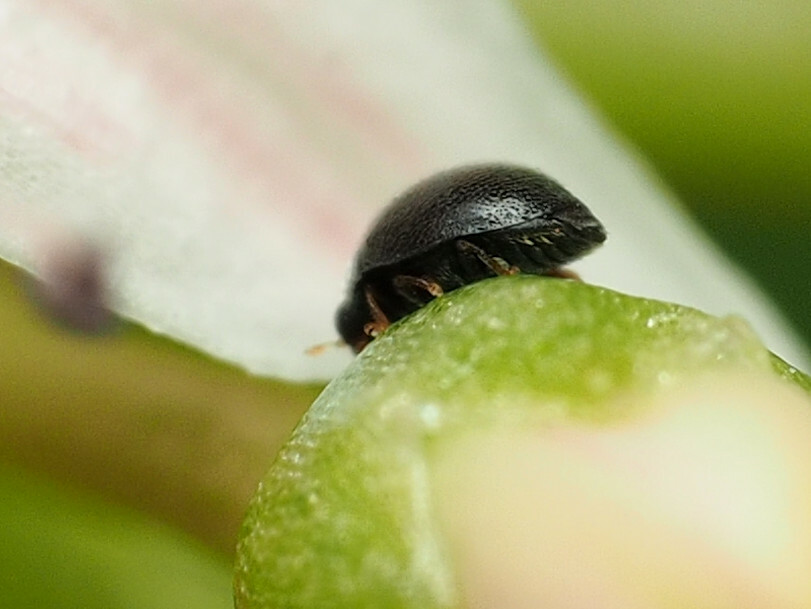 Stethorus pusillus (Herbst, 1797)