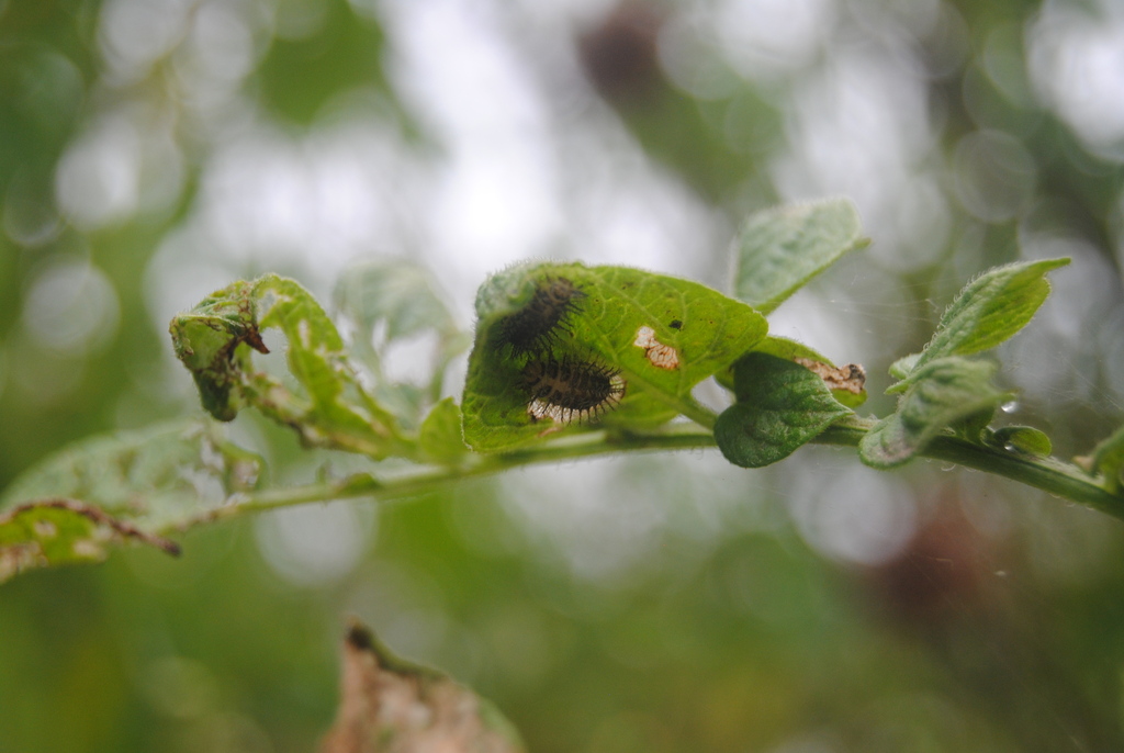 Hadda Beetle in December 2022 by Eve · iNaturalist