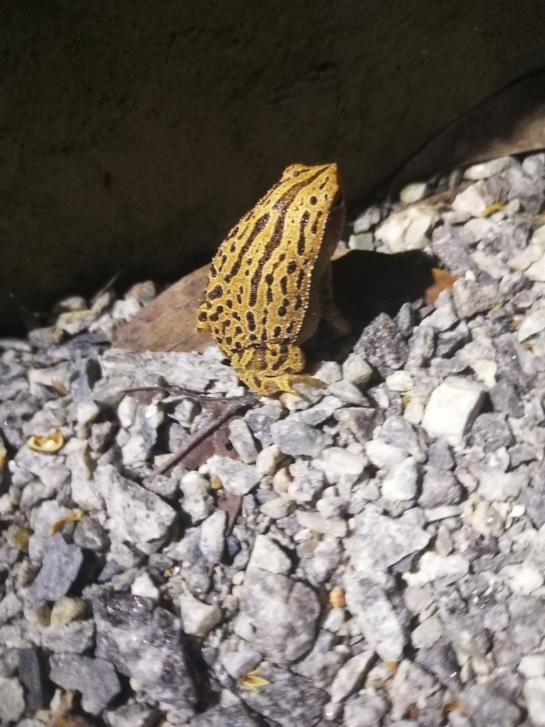 Striped Sticky Frog from China Tianhe, Guangzhou, Guangdong South China ...
