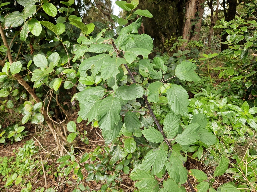 Rubus vahlii (Madeira Pflanzen Endemiten) · iNaturalist