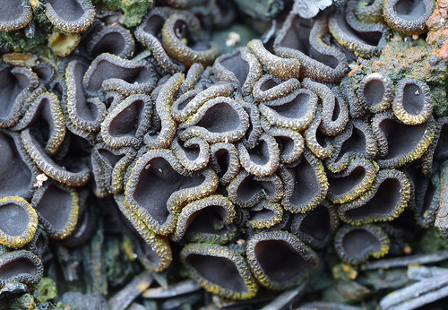 Anthracobia subatra · iNaturalist