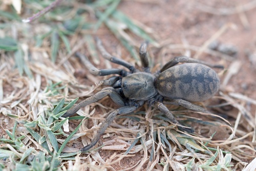 Ischnocolus elongatus · iNaturalist