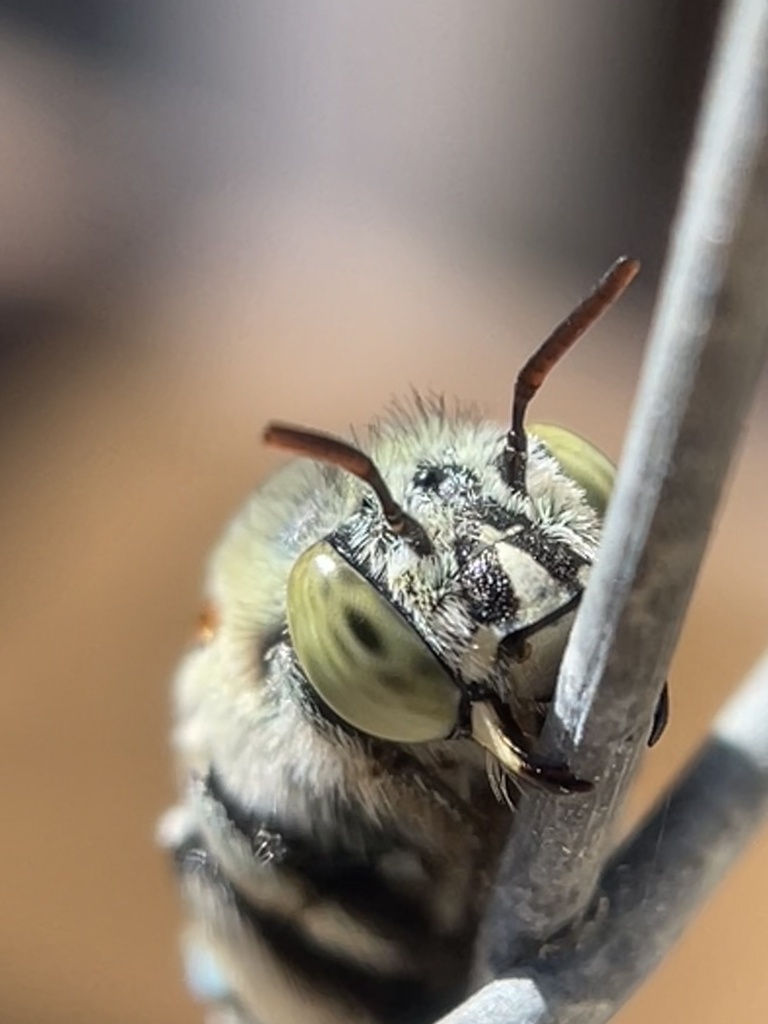 Amegilla chlorocyanea from Milton Pl, Lake Coogee, WA, AU on December ...