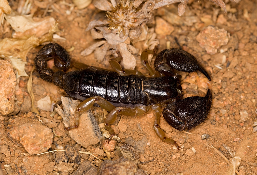 Scorpio mogadorensis from Sidi Ifni Province, Maroko on May 5, 2017 at ...
