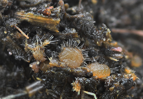 Ascobolus equinus · iNaturalist