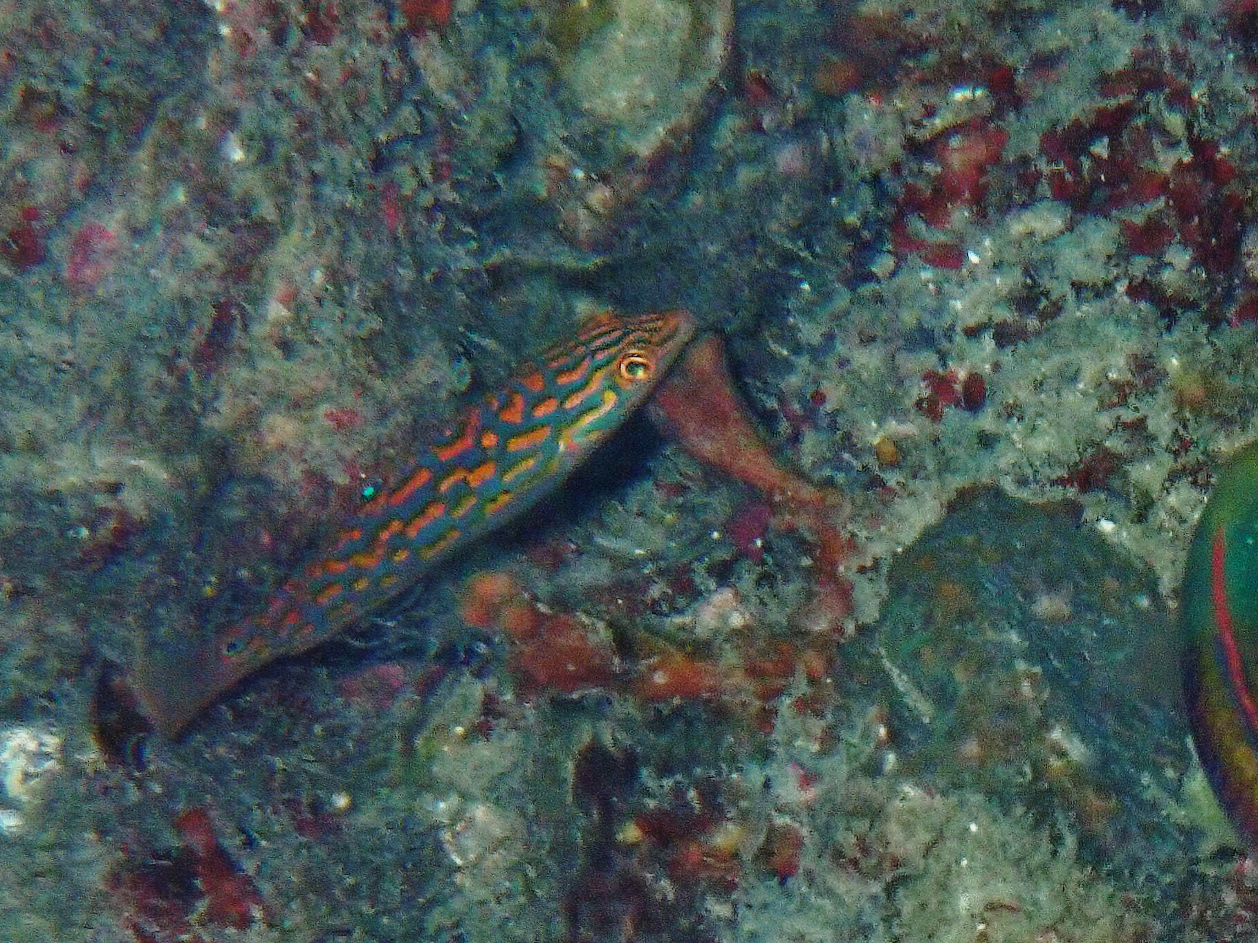 Halichoeres timorensis (Bleeker, 1852)
