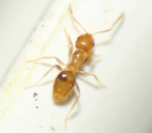 Hairy Yellow Rover Ant (Brachymyrmex minutus)
