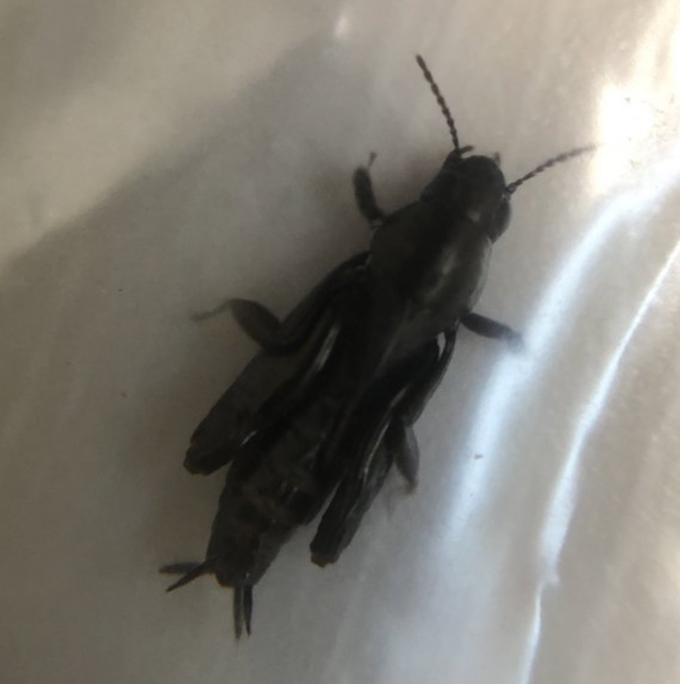 Xya japonica in May 2021 by tofuinsect · iNaturalist