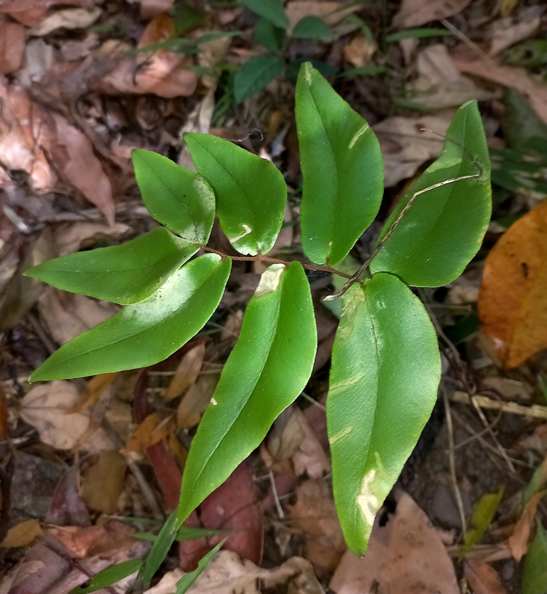 Pellaea paradoxa (R.Br.) Hook.