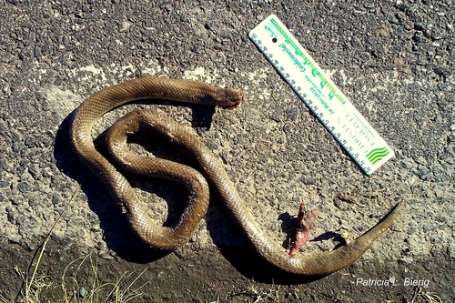 Genus Paraphimophis · iNaturalist