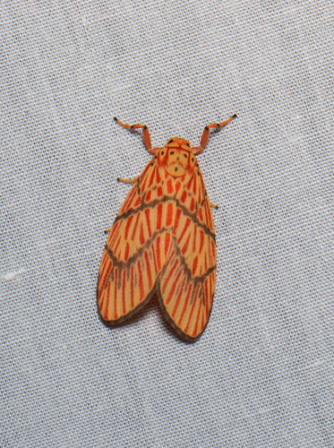 Barsine lucibilis · iNaturalist