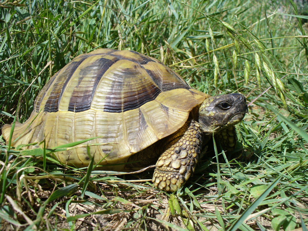 Hermann's Tortoise in June 2009 by Vlad Cioflec · iNaturalist