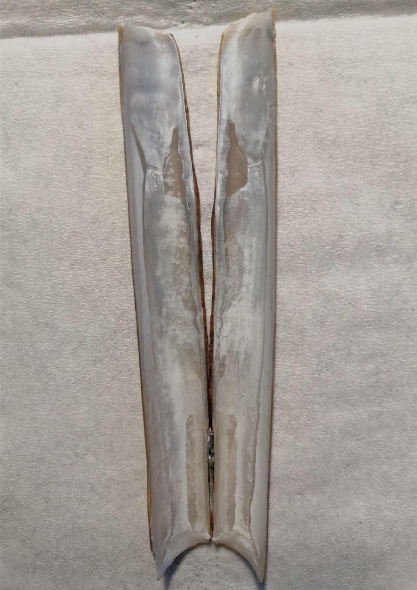 Solen strictus Gould, 1861