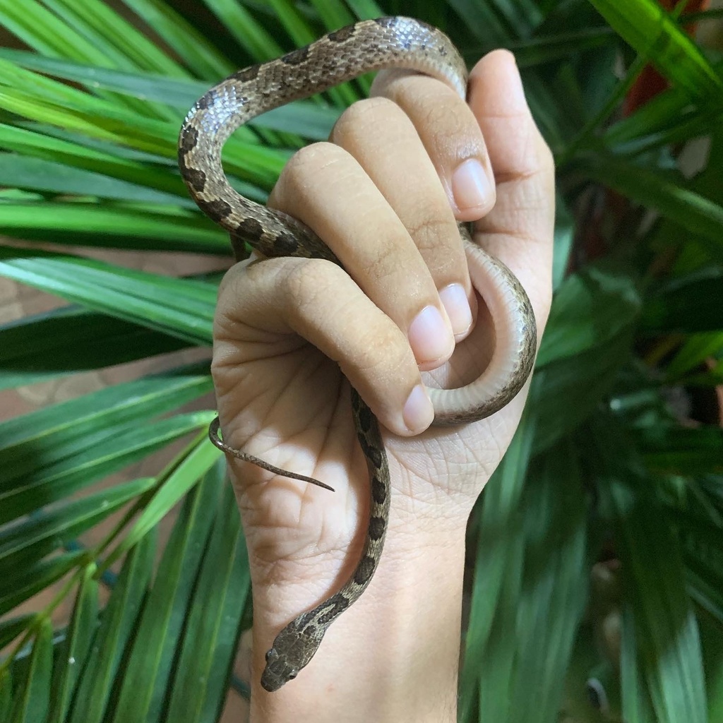 Cat-eyed Snakes from Trinidad and Tobago, TT on December 28, 2022 at 08 ...